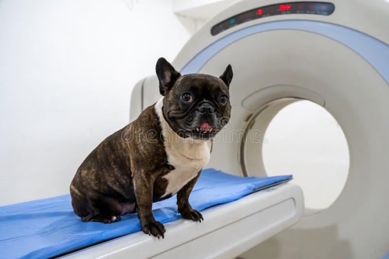 Cute Dog Sitting on the MRI and Waiting for the Procedure Stock Image ...