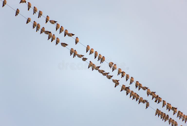 Diagonal stock image. Image of wing, color, waxwing, flock - 17525049
