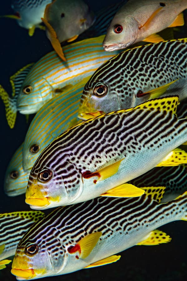 Diagonal-banded Sweetlips Fish Stock Photo - Image of irian, banded ...
