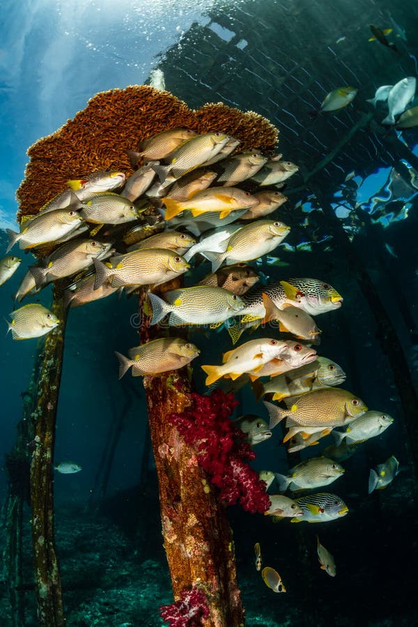 Diagonal-banded Sweetlips with Vermiculate Rabbitfish and Onespot ...