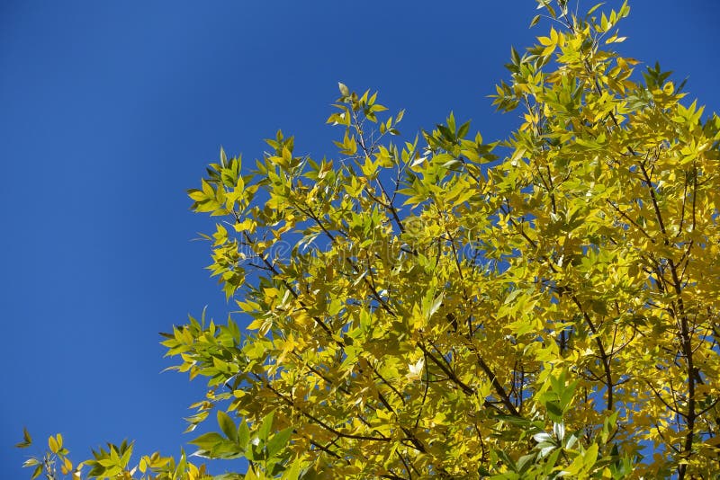 Diagonal Branches of Ash with Autumnal Foliage Against Blue Sky Stock ...
