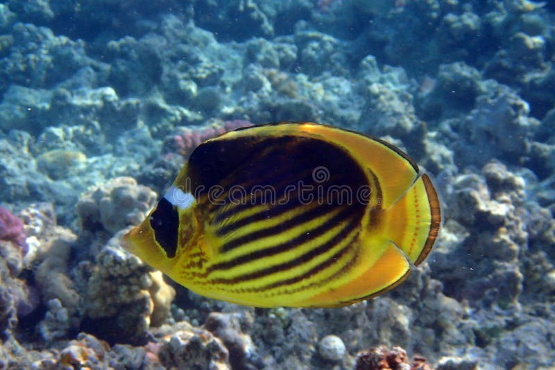 Diagonal Butterflyfish Chaetodon Fasciatus Stock Photo - Image of ...