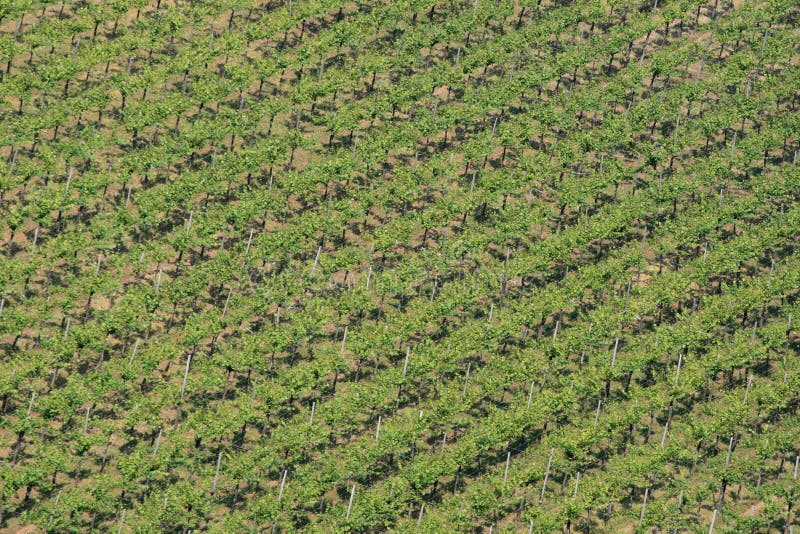 Diagonal field stock image. Image of corn, green, skyview - 16437573