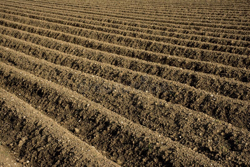 Diagonal field stock image. Image of wine, grain, food - 16437573