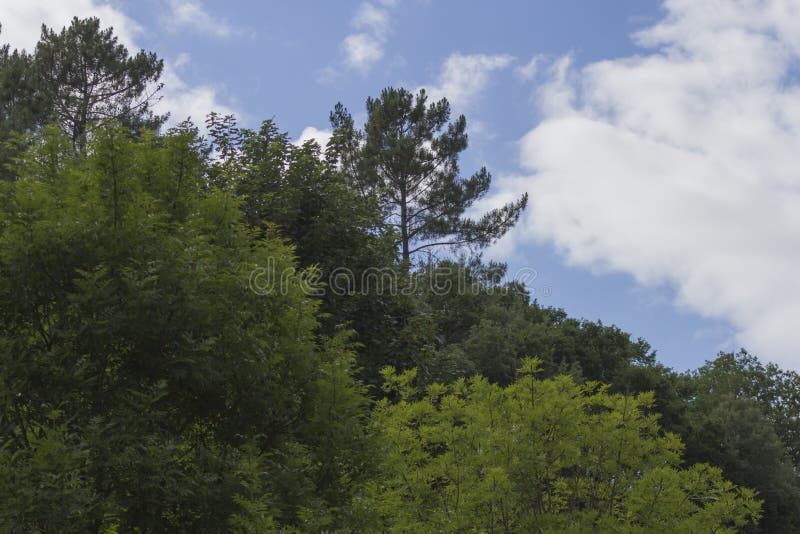 Diagonal Arc: Forest and River Stock Photo - Image of climb, gray: 17399040