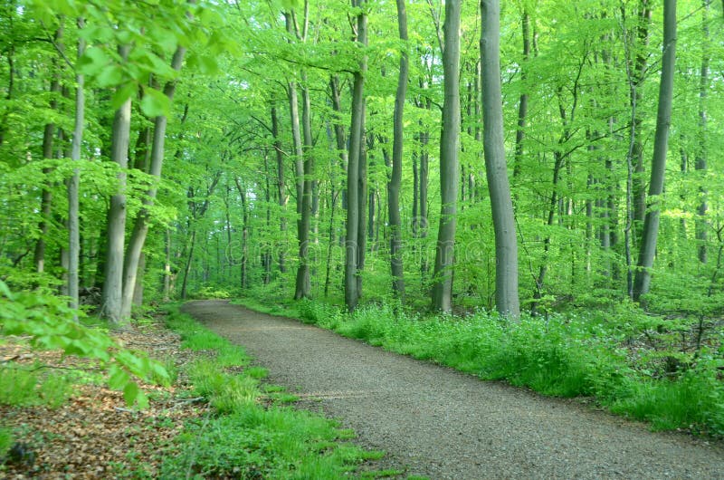 Diagonal Forset Path in a Sping Colored Forest Stock Image - Image of ...