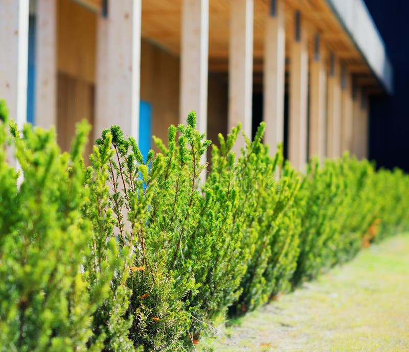 Diagonal Green Bushes Bokeh Background Stock Image - Image of plants ...