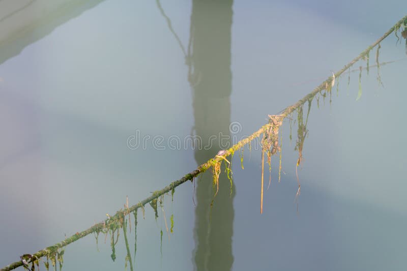 Diagonal Hanging Overgrown Rope Water Shadow Pile Stock Image - Image ...