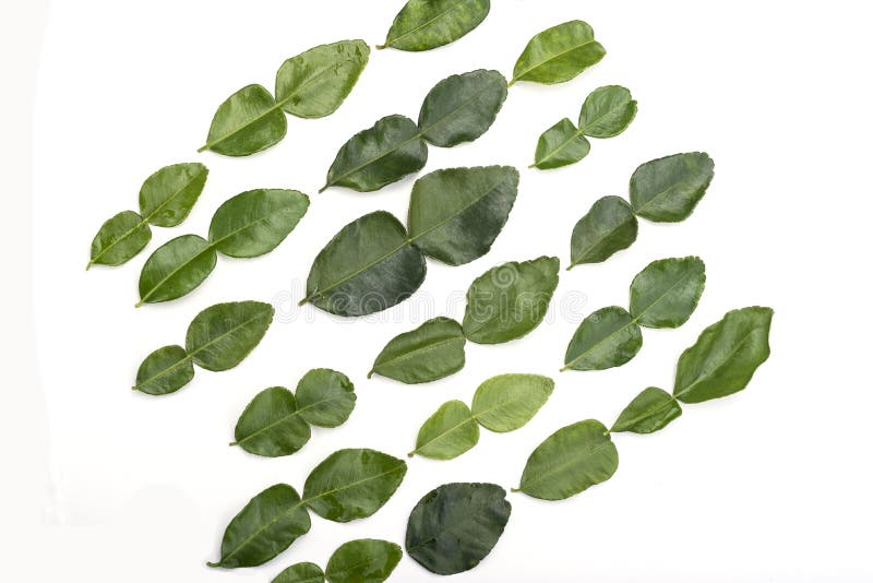 Diagonal of lime leaves stock photo. Image of pomegranate - 115893468