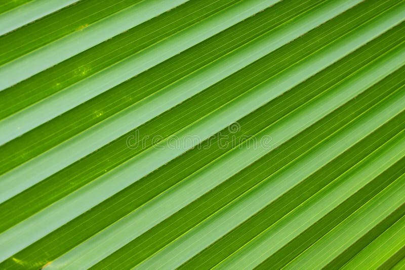 Diagonal Lines of Green Palm Leaf. Stock Photo - Image of light ...
