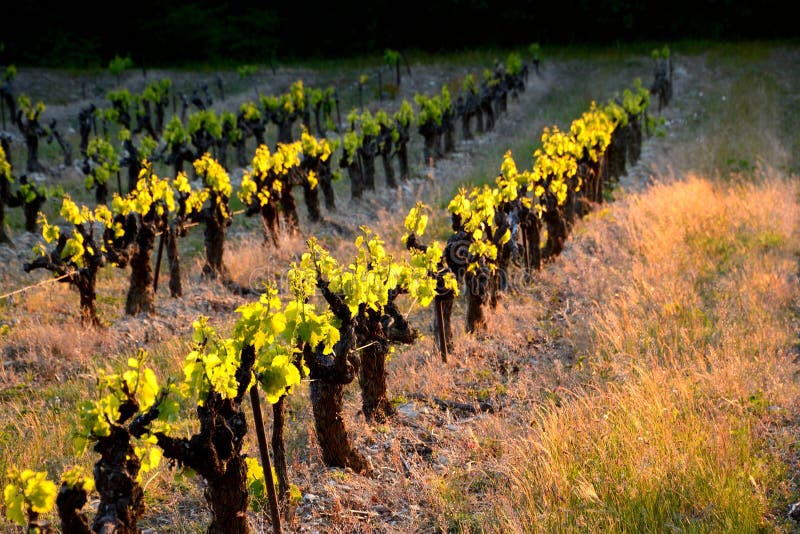 Diagonal Lines of Translucent Vines at Sunset, Spring in a Vineyard ...