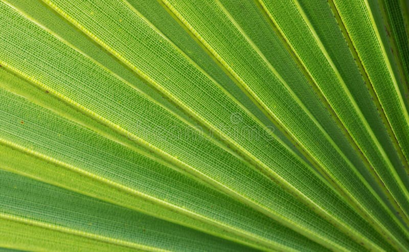 Diagonal Lines of Young Green Palm Leaf Stock Photo - Image of shape ...