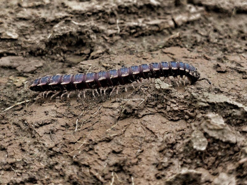 Diagonal Millipede on Alluvial Soil Texture Stock Image - Image of ...