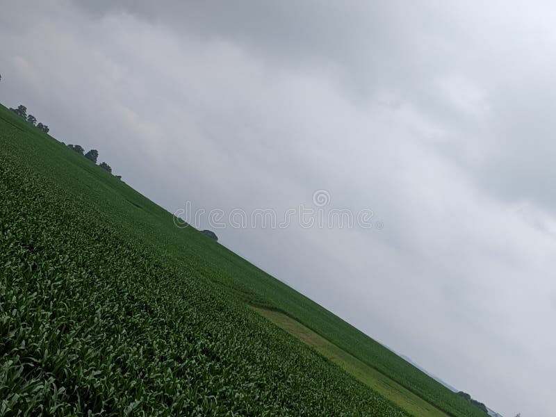 Overcast Sky Field Wild. Dramatic Nature Background. Summer Nature ...