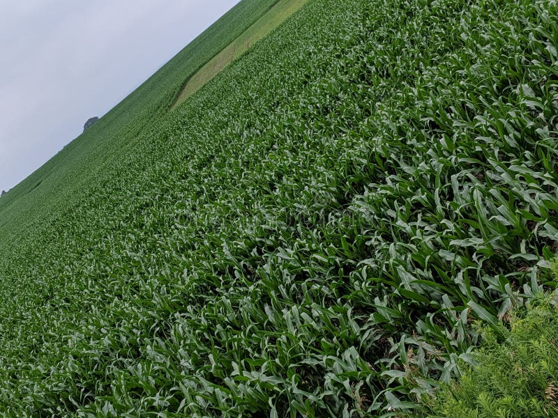 Diagonal overcast field stock image. Image of field - 161108015