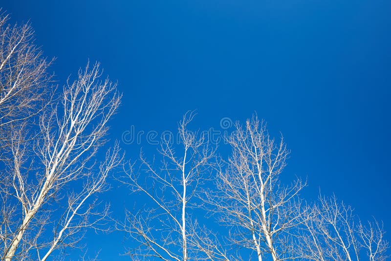 Diagonal Pattern of White Leafless Tree Branches without Foliage with ...