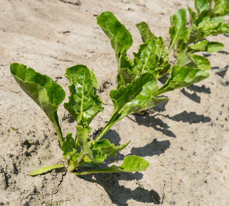Diagonal Row of Young Sugar Beet Plants Stock Image - Image of green ...