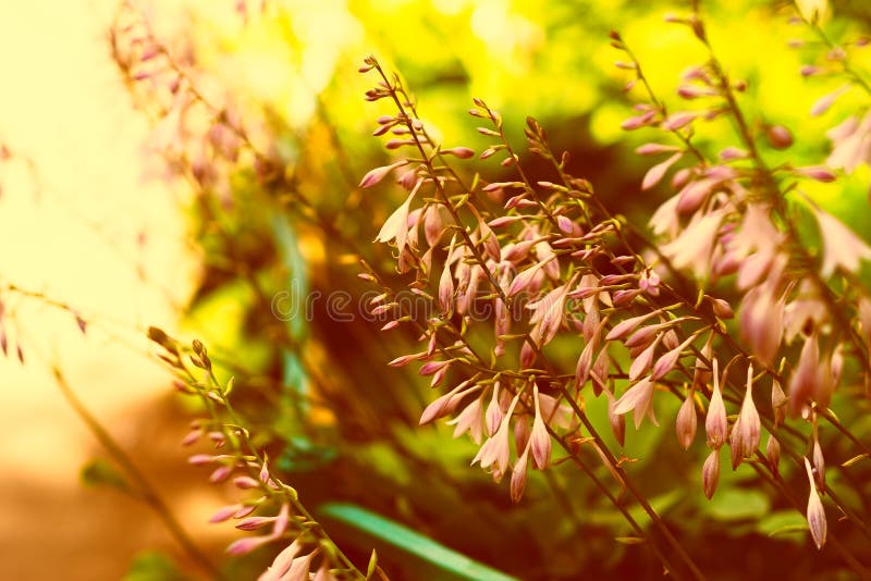 Diagonal Sunset Flowers Bokeh Background Stock Image - Image of leak ...