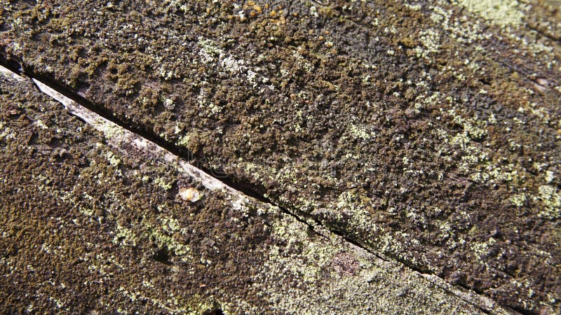 Diagonal texture stock image. Image of woodscape, wood - 54166523