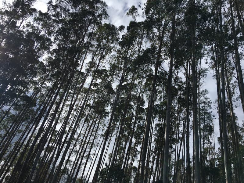 Diagonal trees stock image. Image of light, trees, blue - 96007799