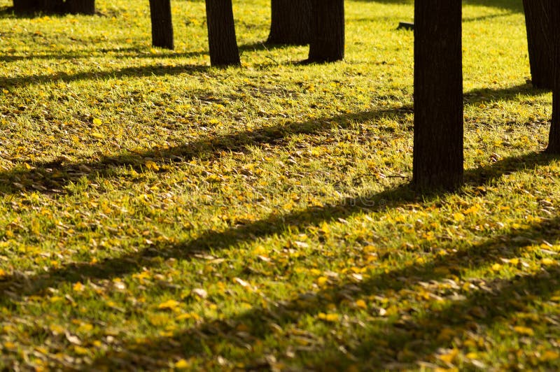 Diagonal Trees Shadows in an Autumn Park Stock Image - Image of plant ...
