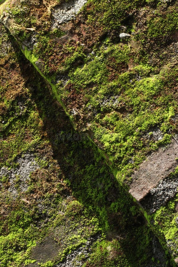 Diagonal View Of Moss Growing On Rock Picture. Image: 277882967