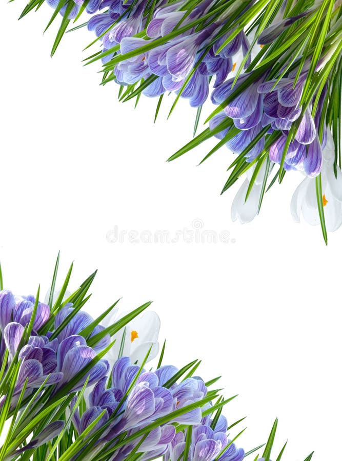 Diagonal White and Blue Crocus Frame Stock Photo - Image of early, blue ...
