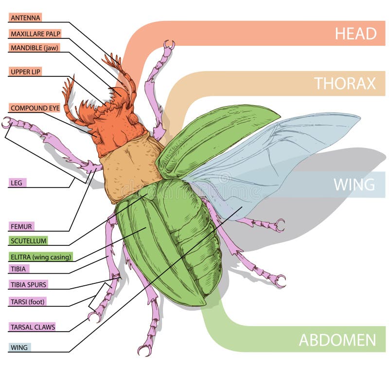 The Structure of the Beetle. Vector Diagram Stock Vector - Illustration ...