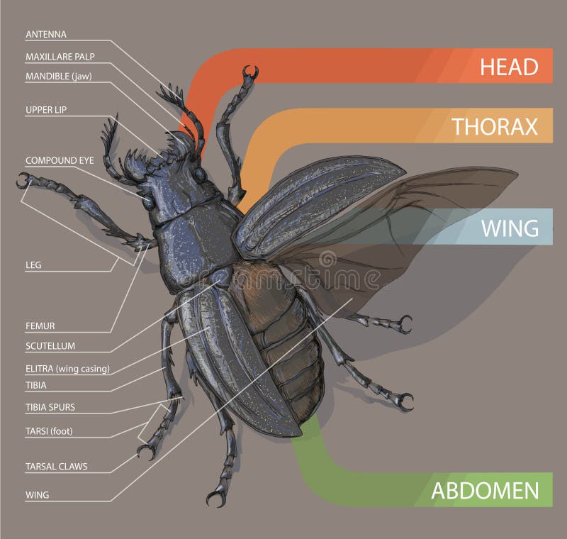 The Structure of the Beetle. Vector Diagram Stock Vector - Illustration ...