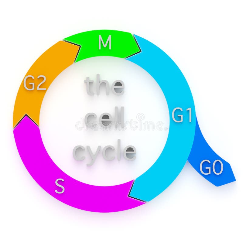 Diagram of the Cell Cycle stock illustration. Illustration of flowchart ...