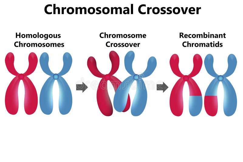 Diagram of Chromosomal Crossover Isolated Stock Illustration ...