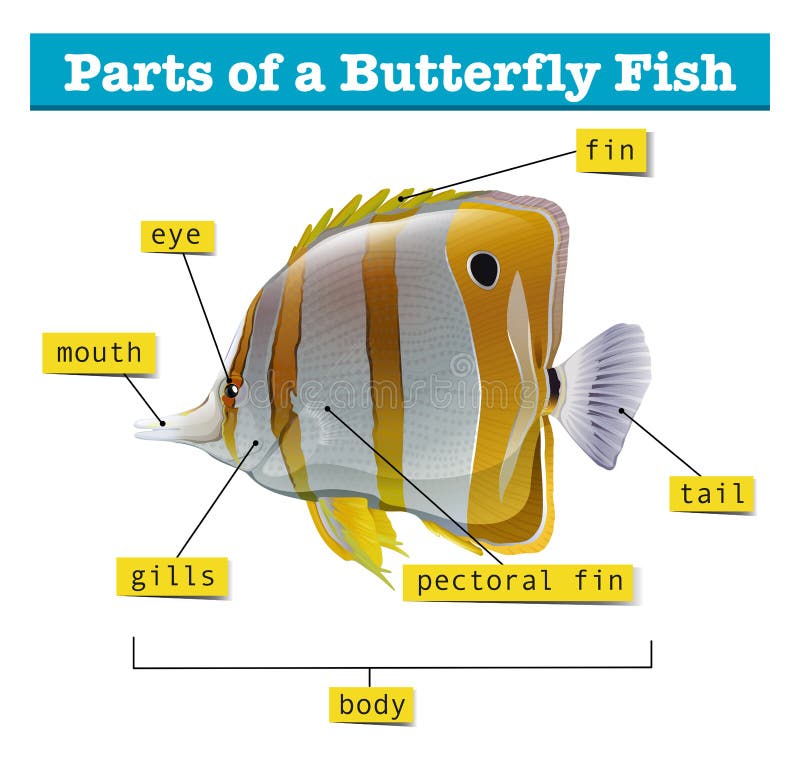 Diagram of Different Parts of Fish Stock Vector - Illustration of gills ... Diagram of Different Parts of Fish Stock Vector - Illustration of gills ...