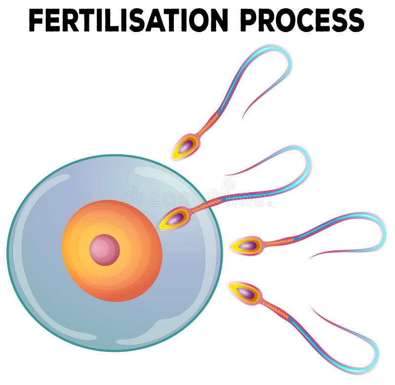 Diagram Of Fertilisation Process Stock Vector Illustration Of Close