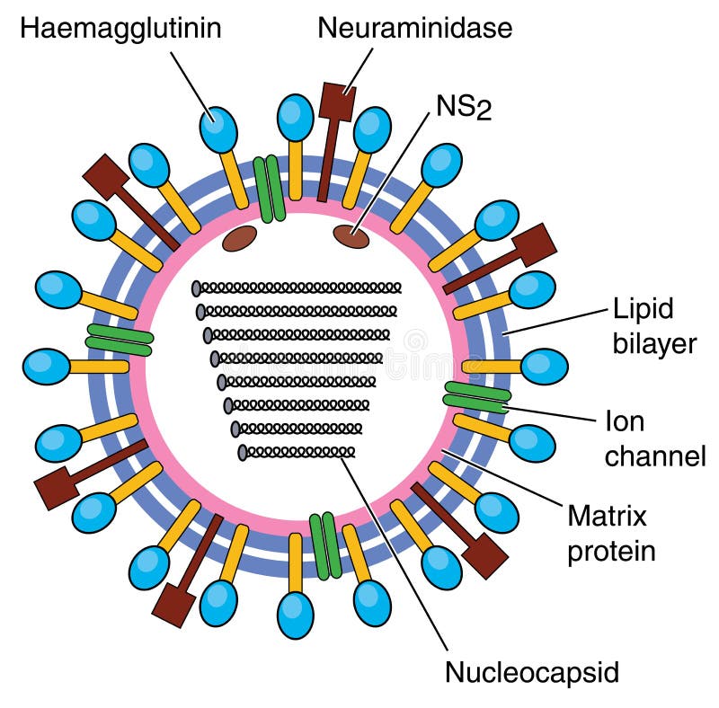 Diagram of flu virus stock vector. Illustration of influenza - 54907936