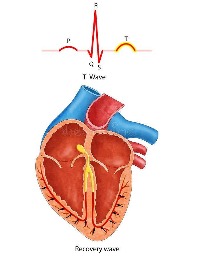 Diagram of heart T-waves stock illustration. Illustration of biology ...