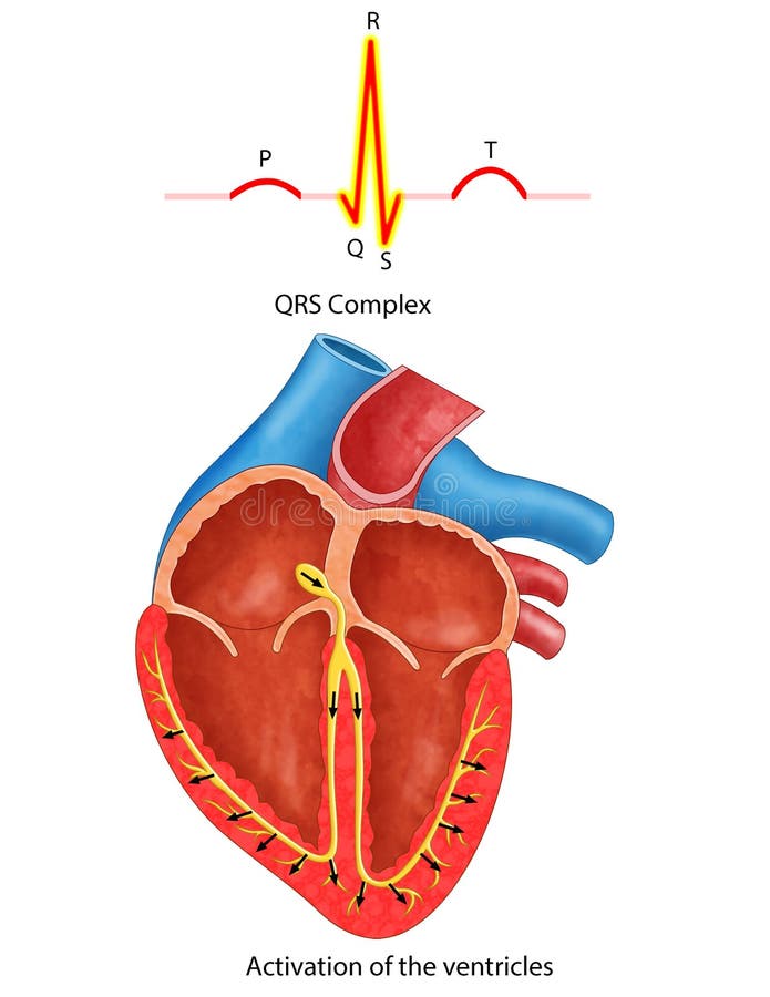 Diagram of Heart Wave QRS Complex Stock Illustration - Illustration of ...