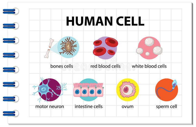 Diagram of Human Cell for Education Stock Vector - Illustration of ...