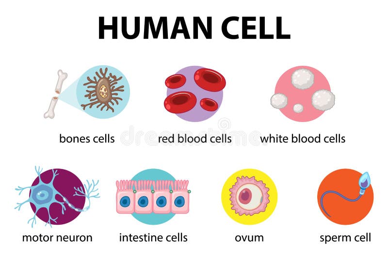 Human Cell Diagram Stock Illustrations – 8,630 Human Cell Diagram Stock ... Human Cell Diagram Stock Illustrations – 8,630 Human Cell Diagram Stock ...