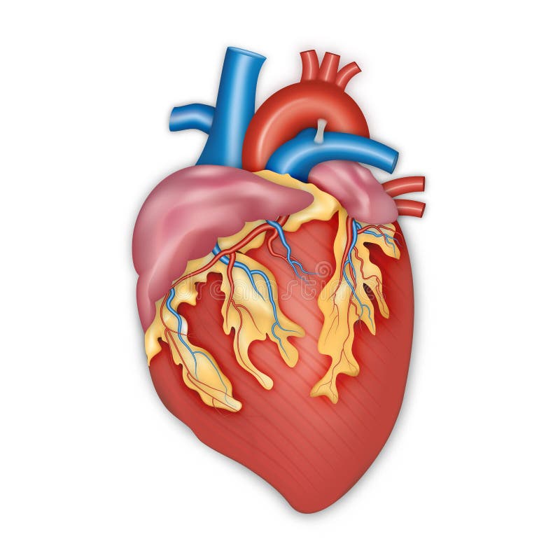 Human Heart Diagram Unlabeled