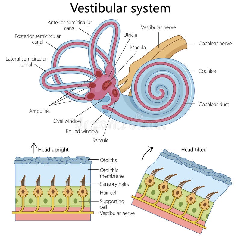 Diagram of the Human Vestibular System Vector Stock Vector ...