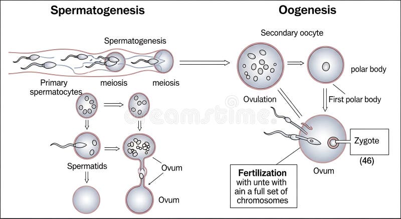 Diagram of Spermatogenesis and Oogenesis Processes Stock Illustration ...