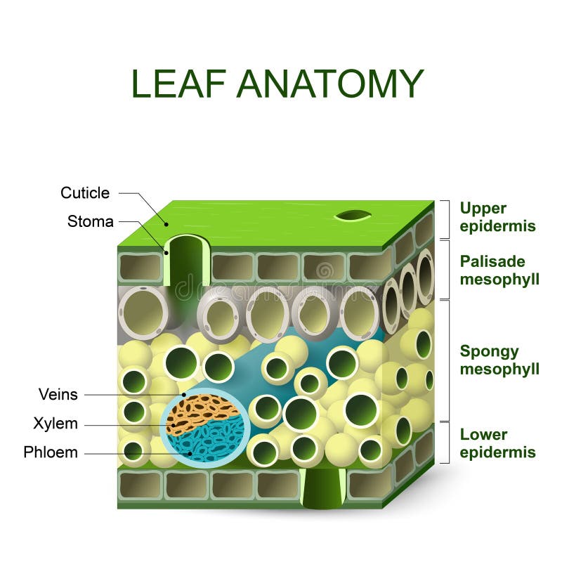 Leaf anatomy stock illustration. Illustration of lower - 34168343