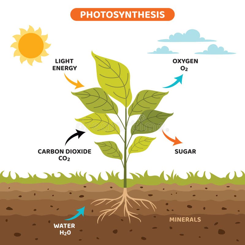 The Diagram of Photosynthesis Process Stock Illustration - Illustration ...