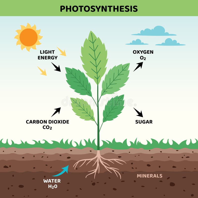 The Diagram of Photosynthesis Process Stock Illustration - Illustration ...