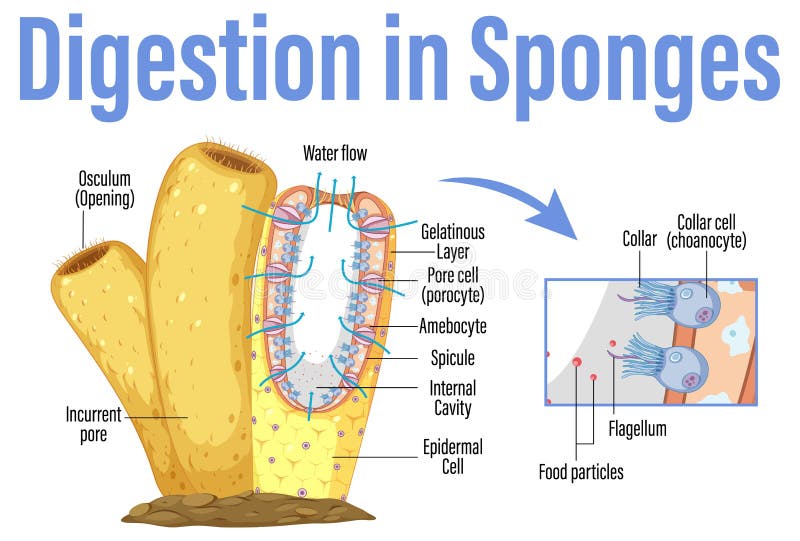 Diagram Showing Digestion in Sponges Stock Vector - Illustration of ...