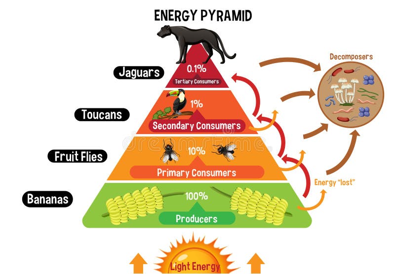 Temperate Deciduous Forest Energy Pyramid