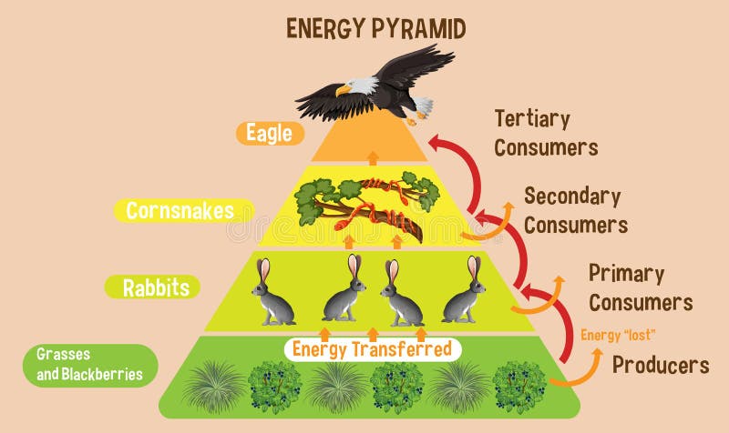 Energy Pyramid Vector Illustration. Labeled Biomass Representation ...