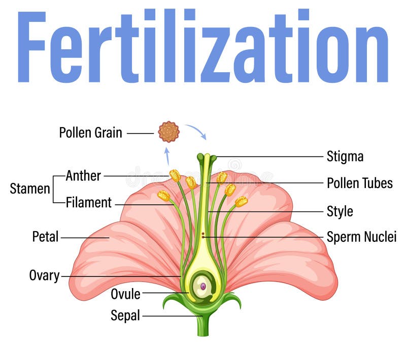 Diagram Showing Fertilization in Flower Stock Vector - Illustration of ... Diagram Showing Fertilization in Flower Stock Vector - Illustration of ...