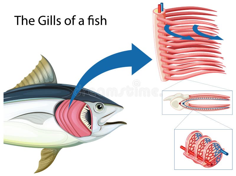 Fish Gills Diagram Stock Illustrations – 43 Fish Gills Diagram Stock ...