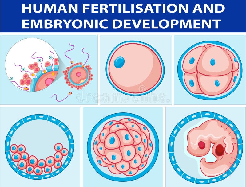 Diagram Showing Human Fertilisation and Embryonic Development Stock ...